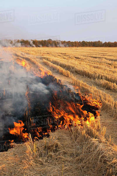 Agriculture - Rice stubble being burned after the crop has been ...