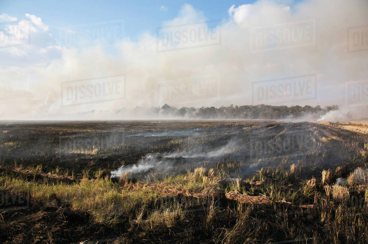 Agriculture - Rice stubble being burned after the crop has been ...