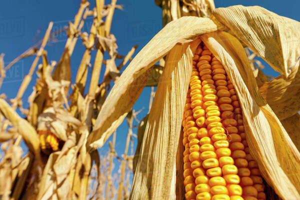 Agriculture - View looking up at an ear of mature harvest stage grain ...