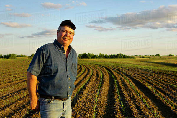Agriculture - Portrait of a farmer in his early growth grain corn field ...