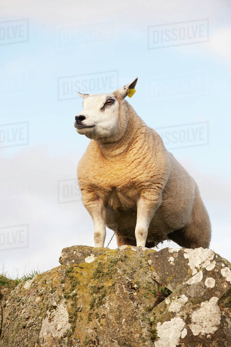 Livestock - Beltex sheep standing on a rock outcropping. Beltex are a ...