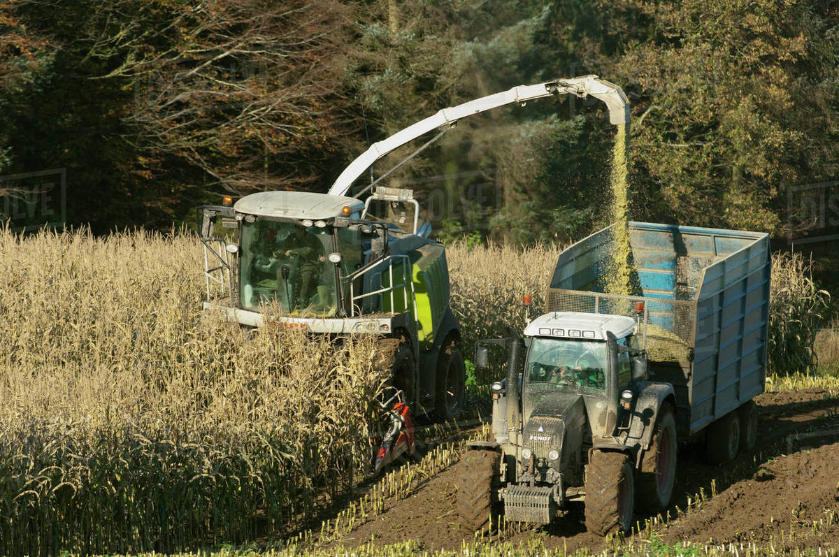 Agriculture - A self propelled silage harvester harvests and chops corn ...