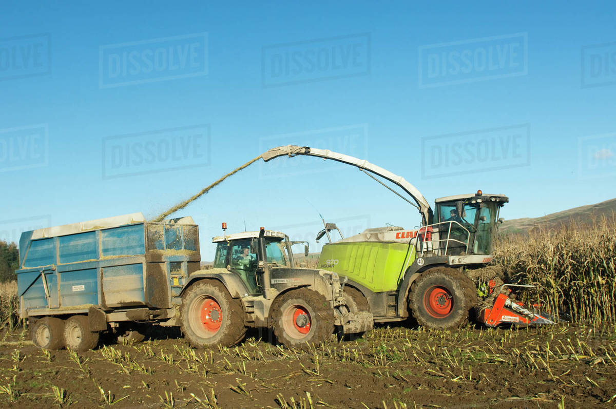 Agriculture - A self propelled silage harvester harvests and chops corn ...