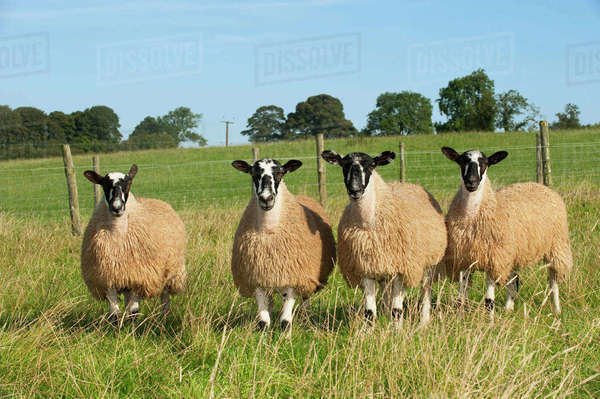 Livestock - Mule gimmer lambs on a green pasture. A mule is usually a ...