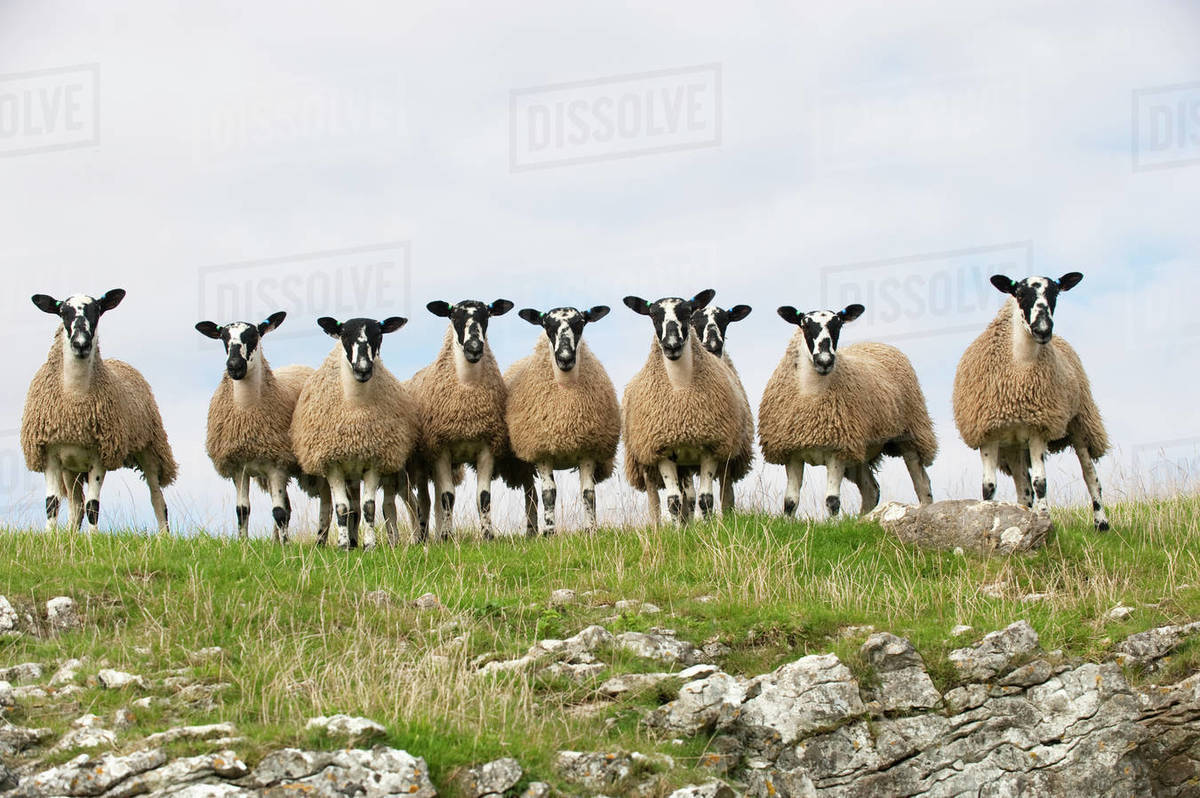 Livestock - Mule gimmer lambs on a green pasture. A mule is usually a ...