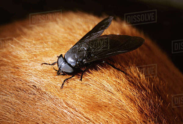 Agriculture - Closeup of a horsefly on a cow's back / Texas, USA ...