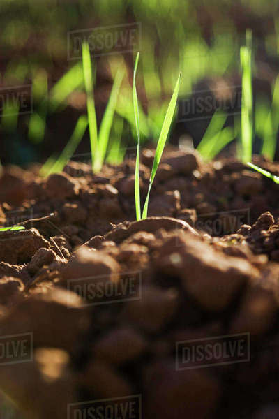 Agriculture - Closeup of wheat seedlings shortly after germination ...