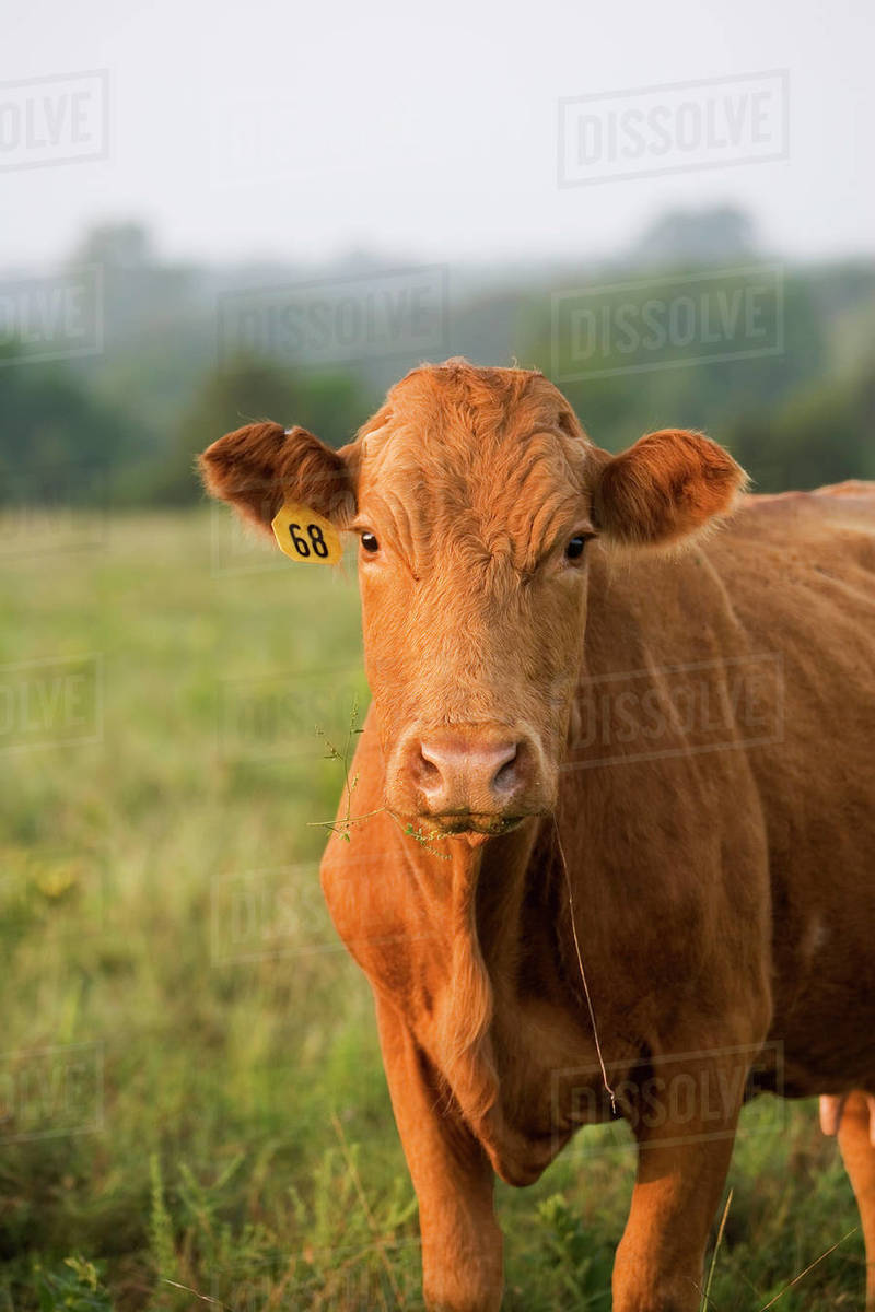 Livestock - Limousin beef cow on a green pasture / Dodd City, Texas ...