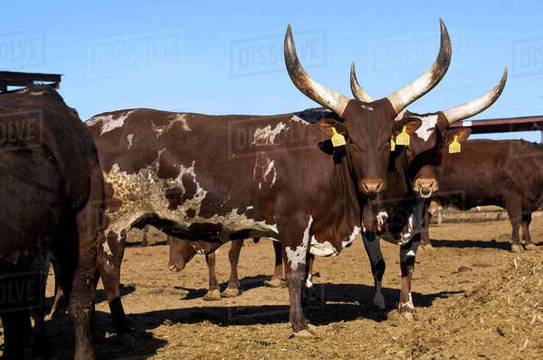 Livestock - Ankole-Watusi beef cattle in a feedlot / Goodyear, Arizona ...