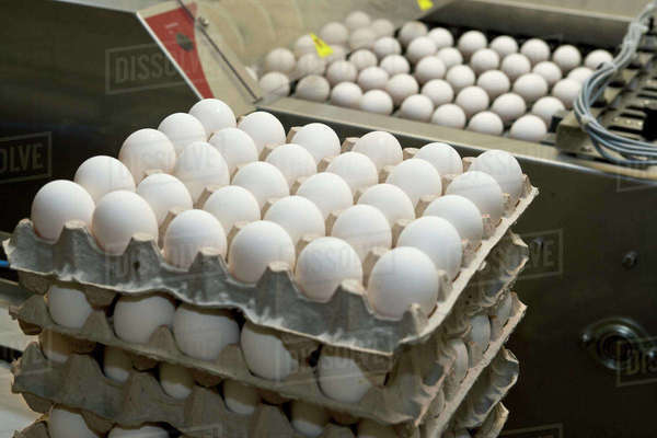 Agriculture - Fertilized chicken eggs being sorted and processed to be ...