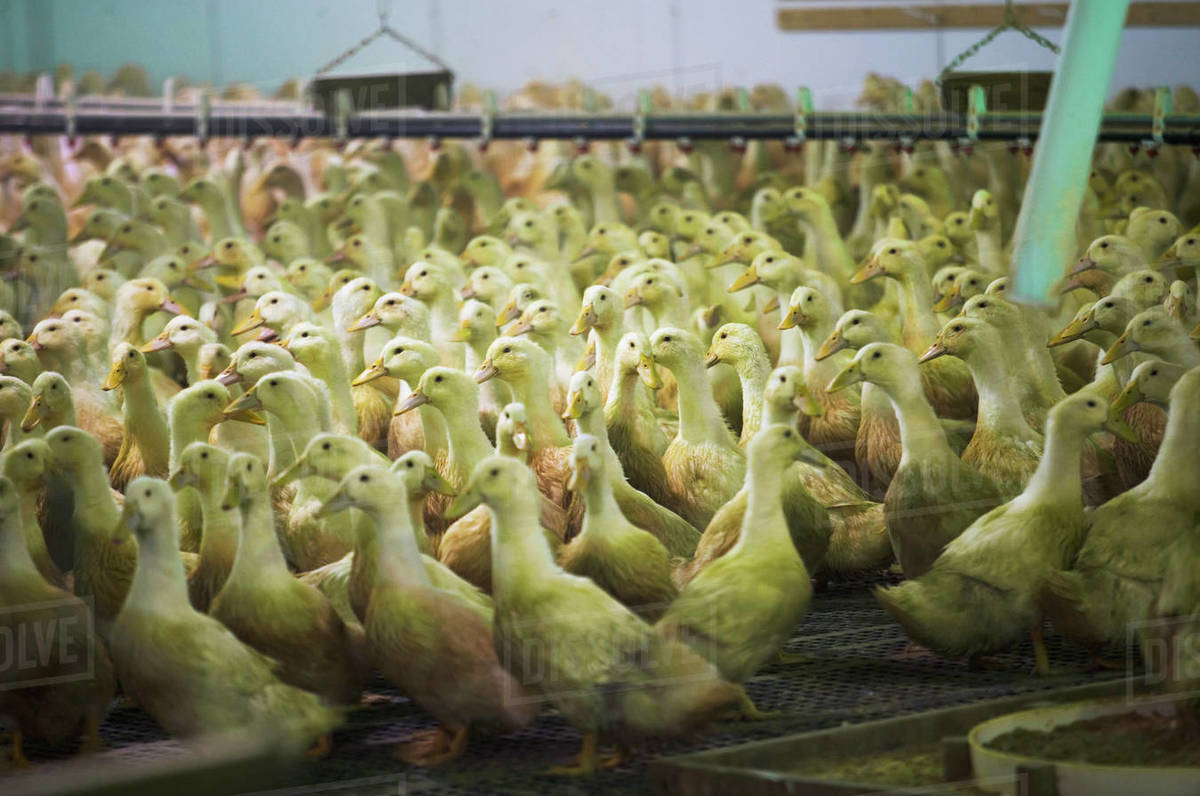 Livestock - Young ducks in a poultry finishing facility / near Buck ...