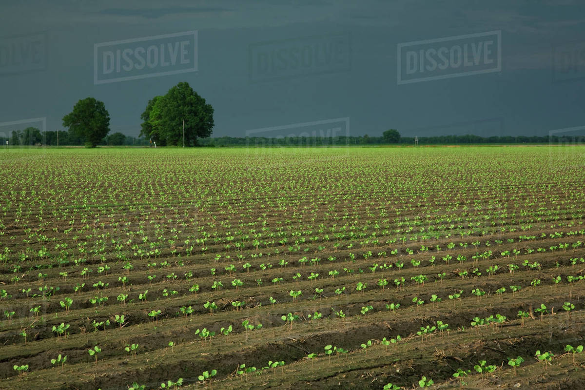 Agriculture - Field of cotton seedlings at the 3rd true leaf stage ...