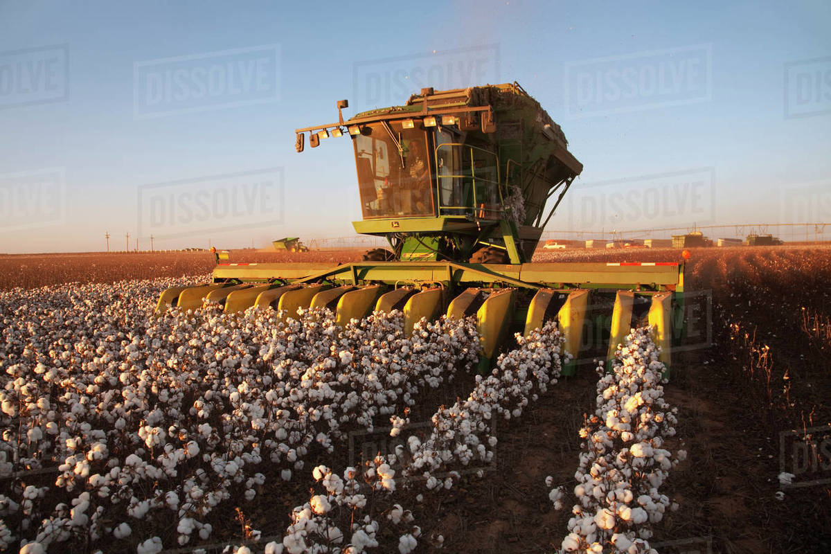 Agriculture - An 8-row John Deere cotton stripper harvests a field of ...