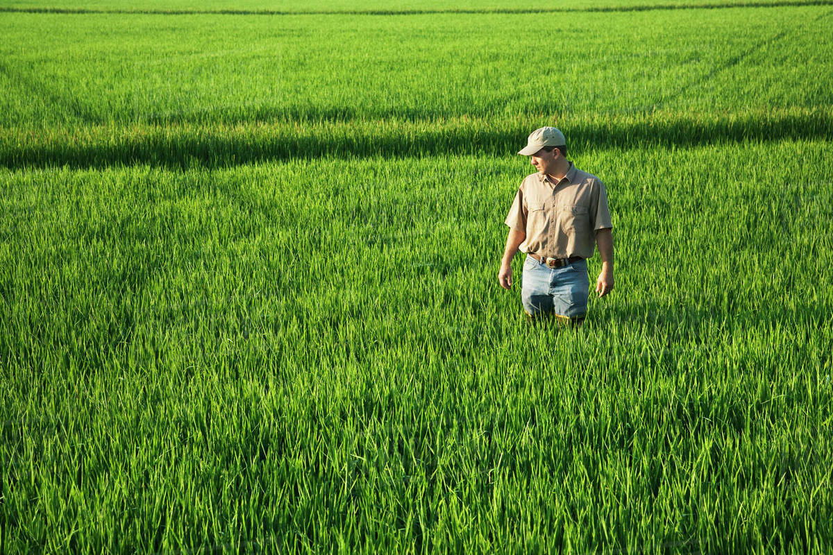 Agriculture - A farmer (grower) walks through his field inspecting his ...