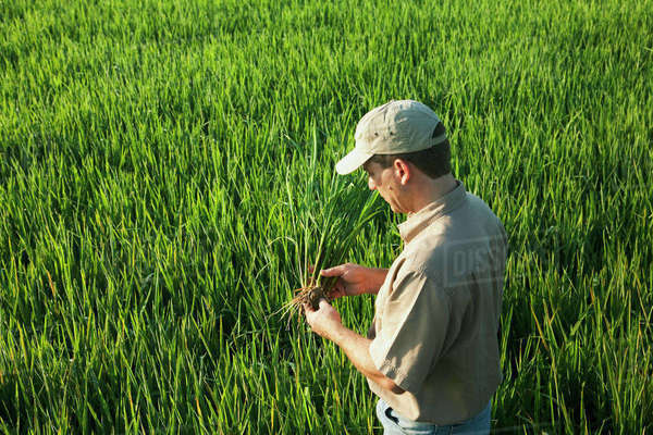 Agriculture - A farmer (grower) in his field inspects his mid growth ...