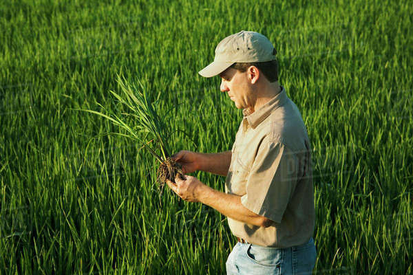 Agriculture - A farmer (grower) in his field inspects his mid growth ...