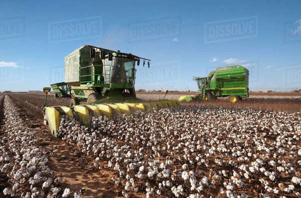 Agriculture - Two 8-row John Deere cotton strippers harvest a field of ...