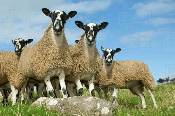 Livestock - Mule gimmer lambs on a green pasture. A mule is usually a ...