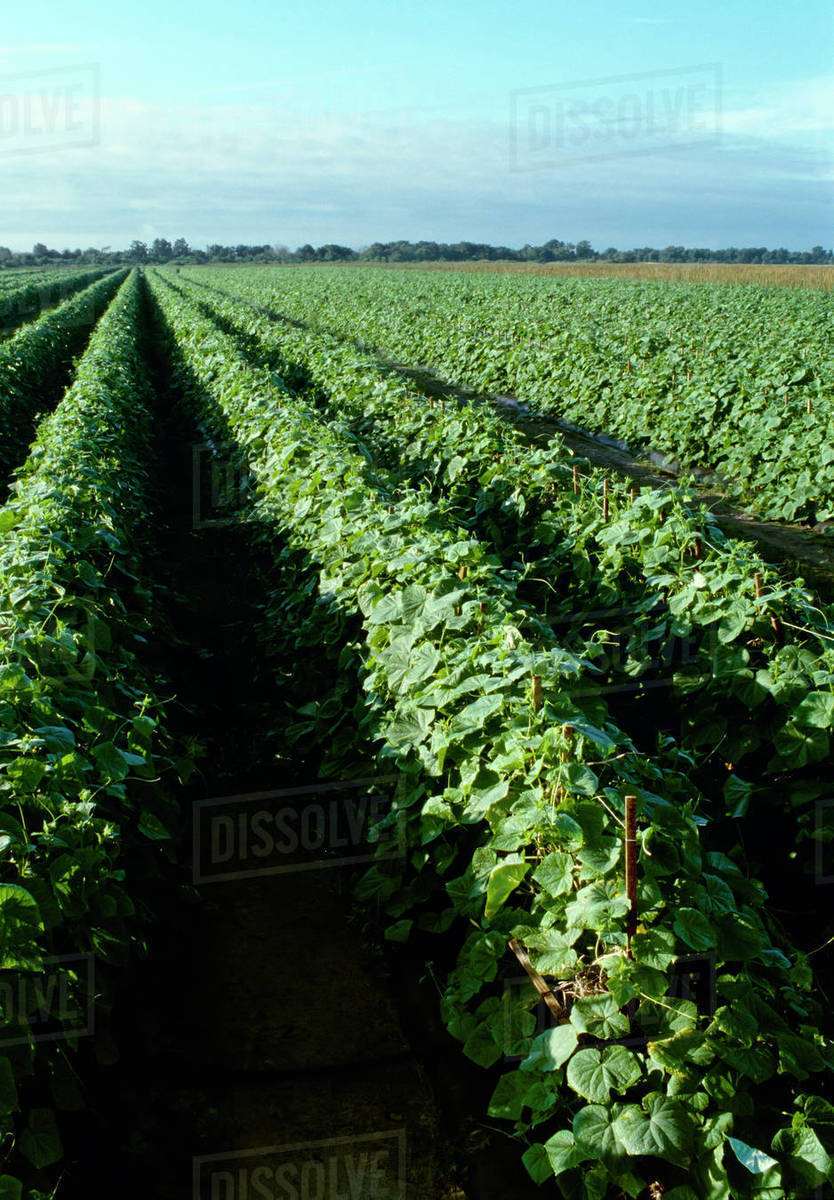 Agriculture - Field of cucumber plants, produced for the fresh cucumber ...