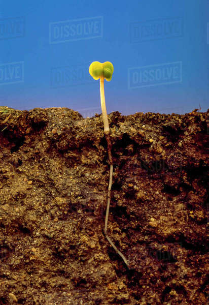 Agriculture - Closeup of a canola seedling emerging from the soil ...