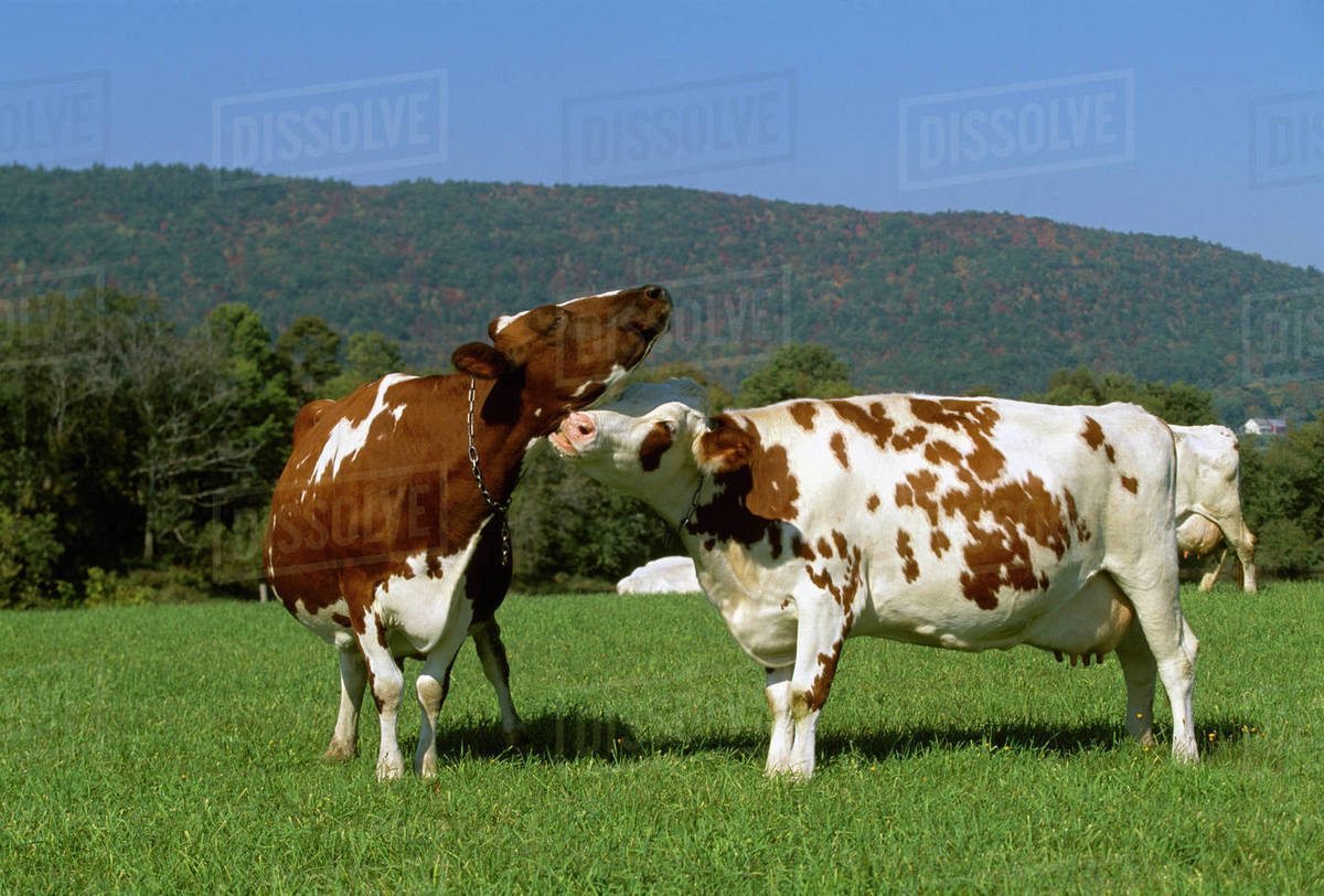 Livestock - An Ayrshire dairy cow grooming another cow on a healthy ...