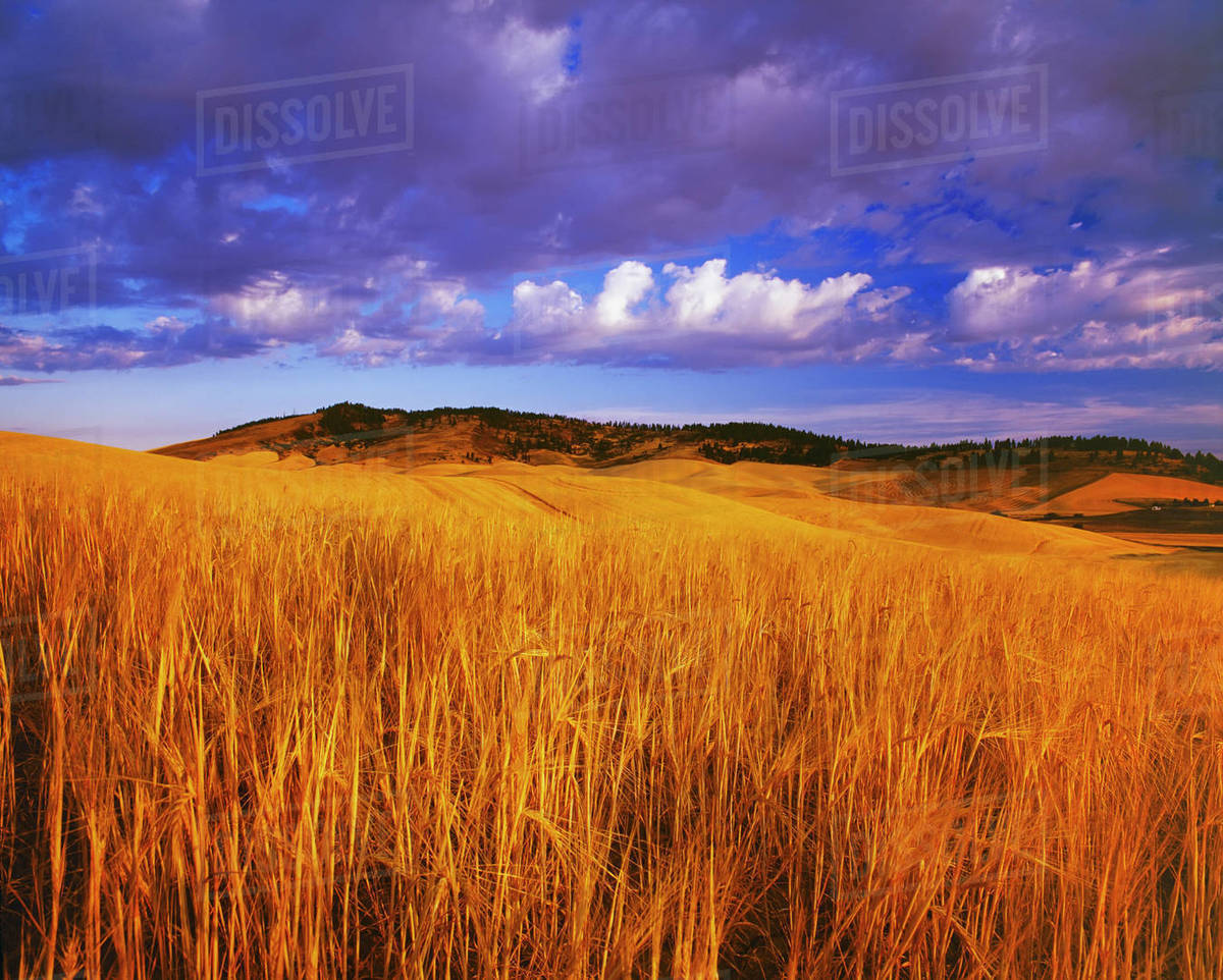 Agriculture - Ripe, harvest ready crop of barley at sunset with rolling ...