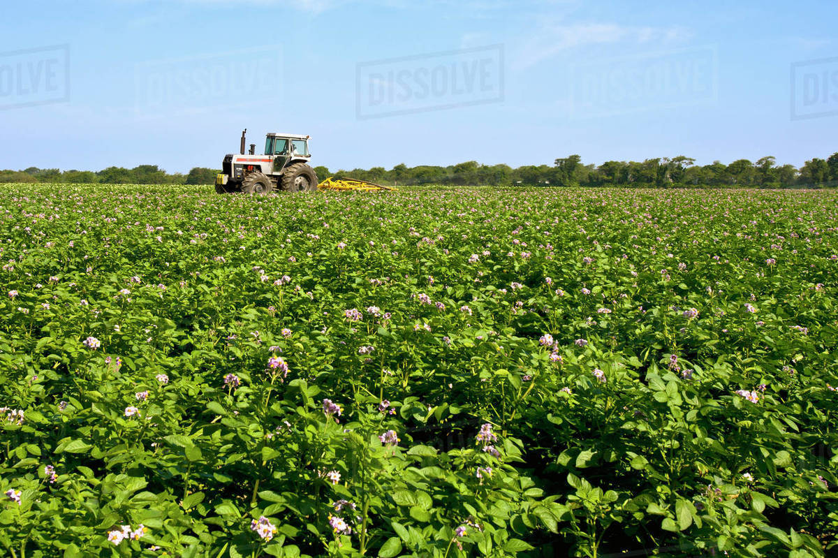Agriculture - Field of mid growth blooming potato plants at a local ...
