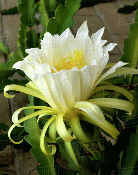 Agriculture - Blossom of the "Climbing Cactus", (Hylocereus), a cactus ...