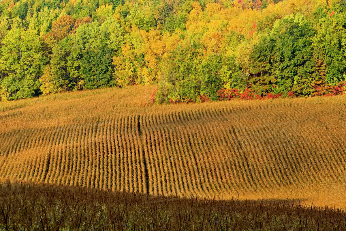 Agriculture - Rolling hillside mature grain corn field in Autumn just ...