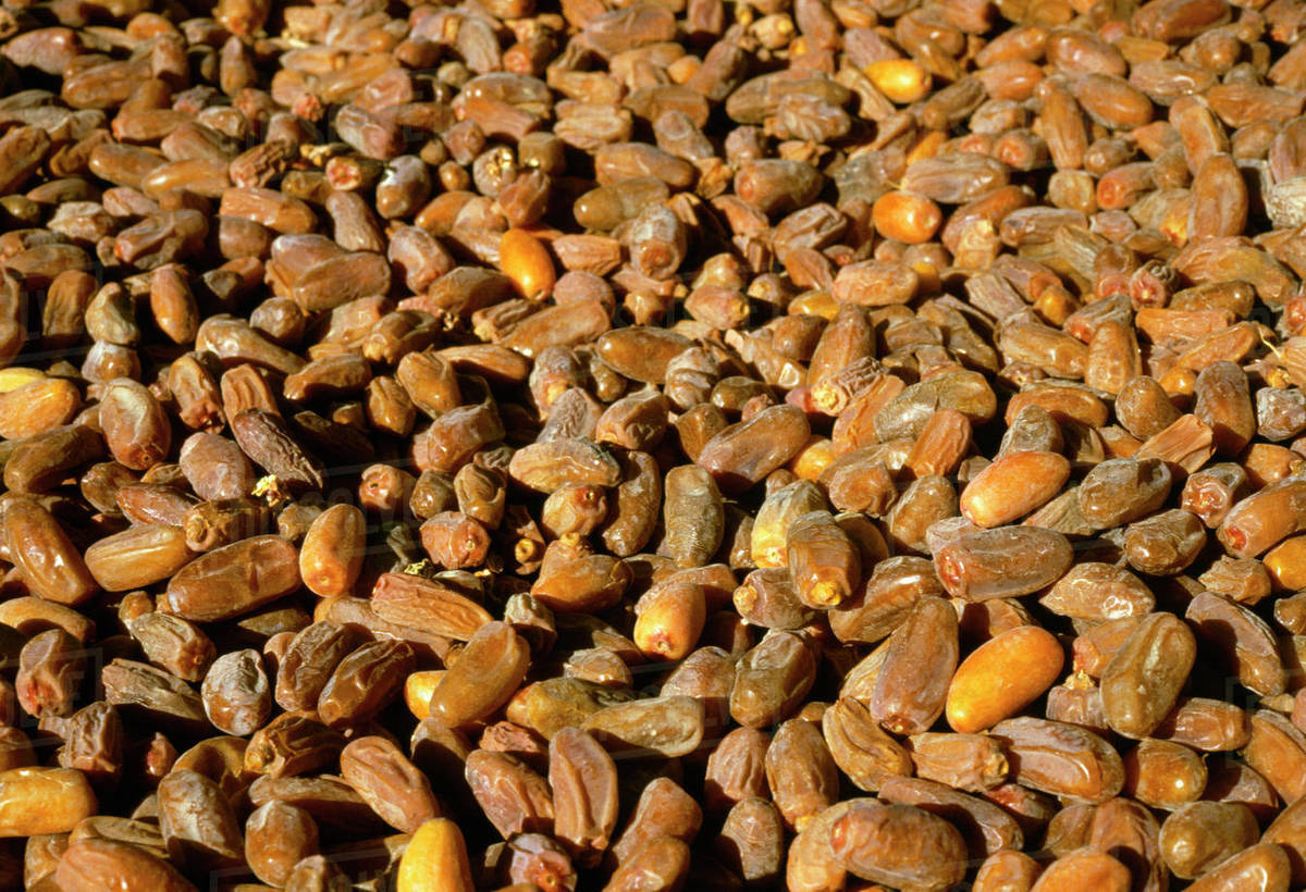 Agriculture - Harvested Dates / Indio, California, USA. - Stock Photo ...