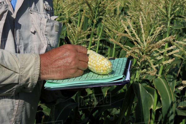 Agriculture - A seed company corn breeder evaluates an ear of bicolor ...