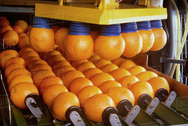 Agriculture - Citrus packing plant, closeup of oranges going through a ...