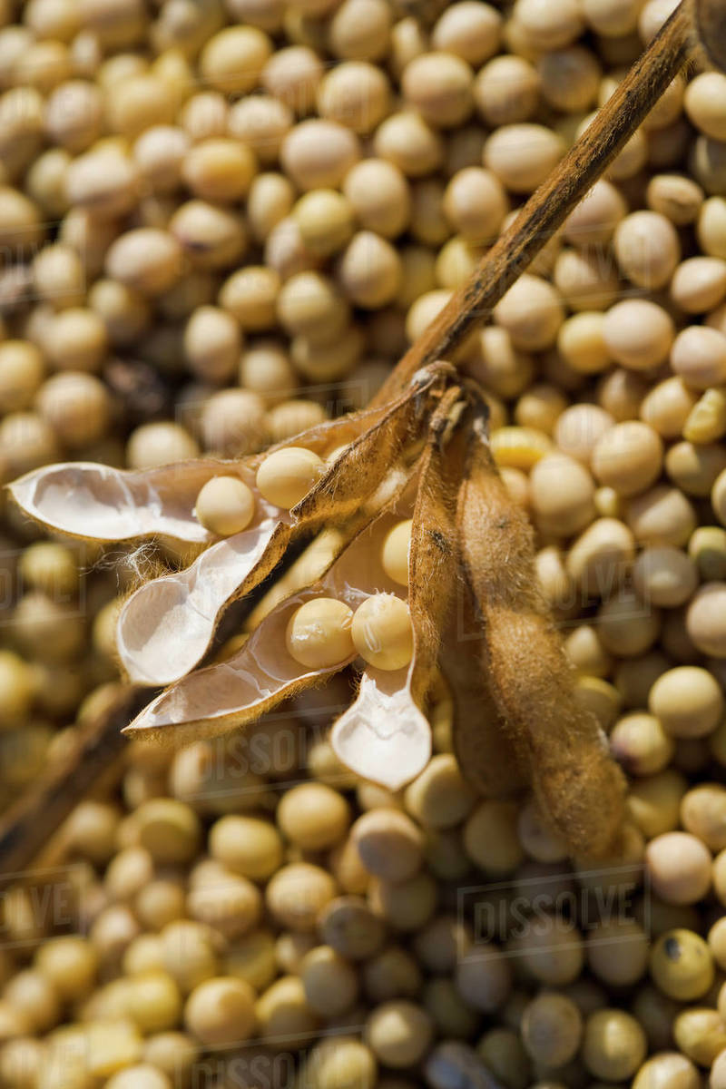 Agriculture - Freshly harvested soybeans in a grain wagon with a ...