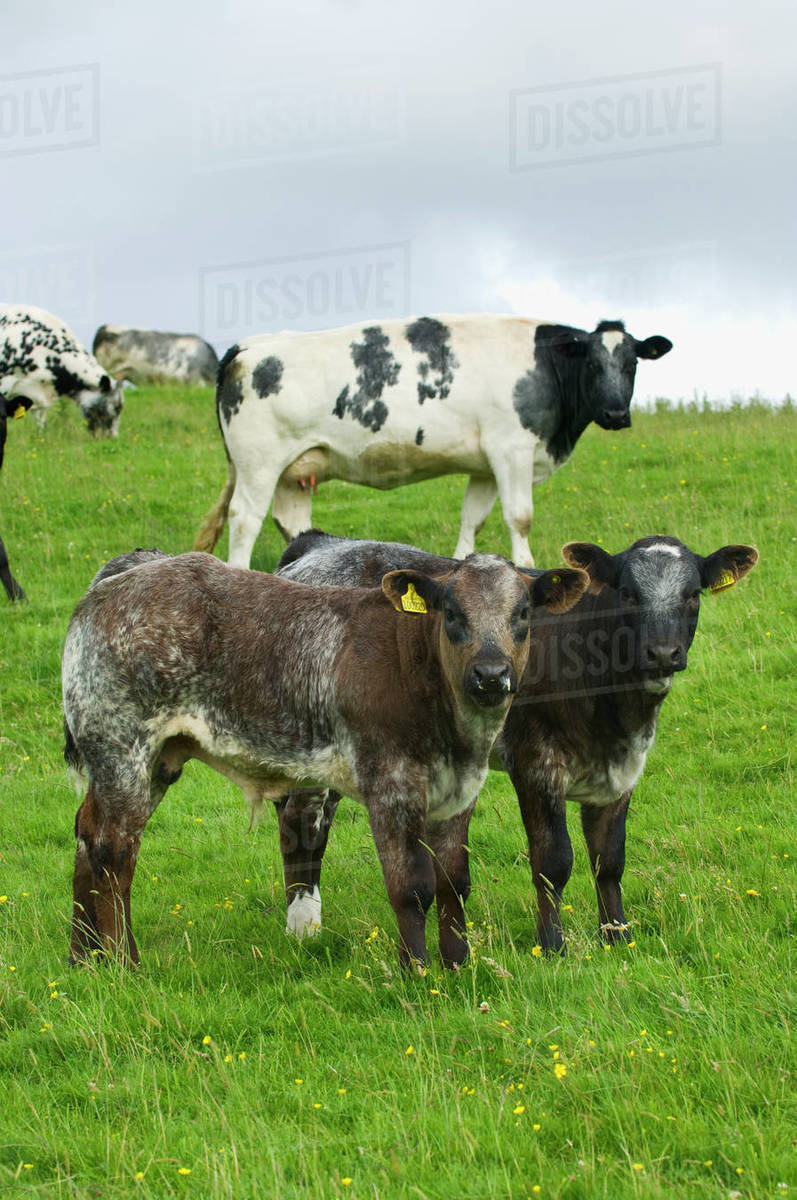Livestock - Crossbred beef bull calves on a green pasture with a ...