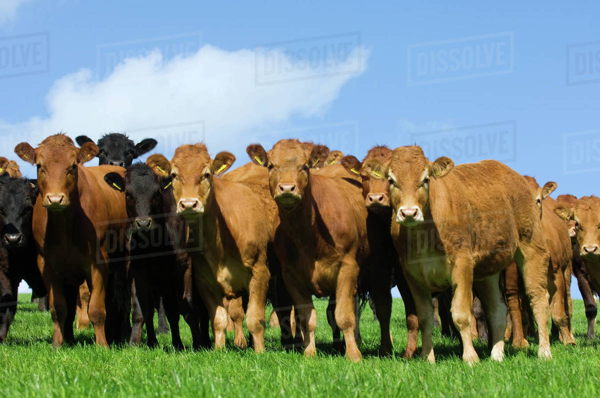 Livestock - Red and black Limousin beef cattle lined up on a green ...
