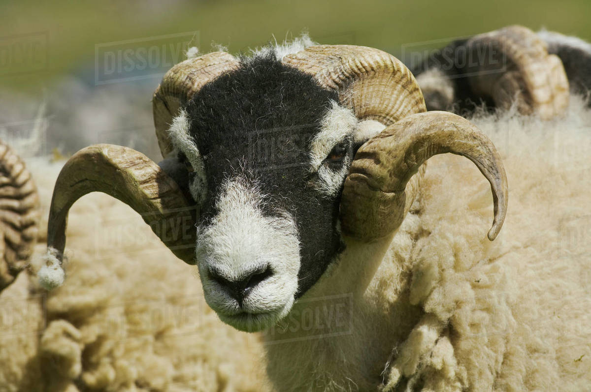 Livestock - Closeup of a Swaledale ram. This breed originates from the ...