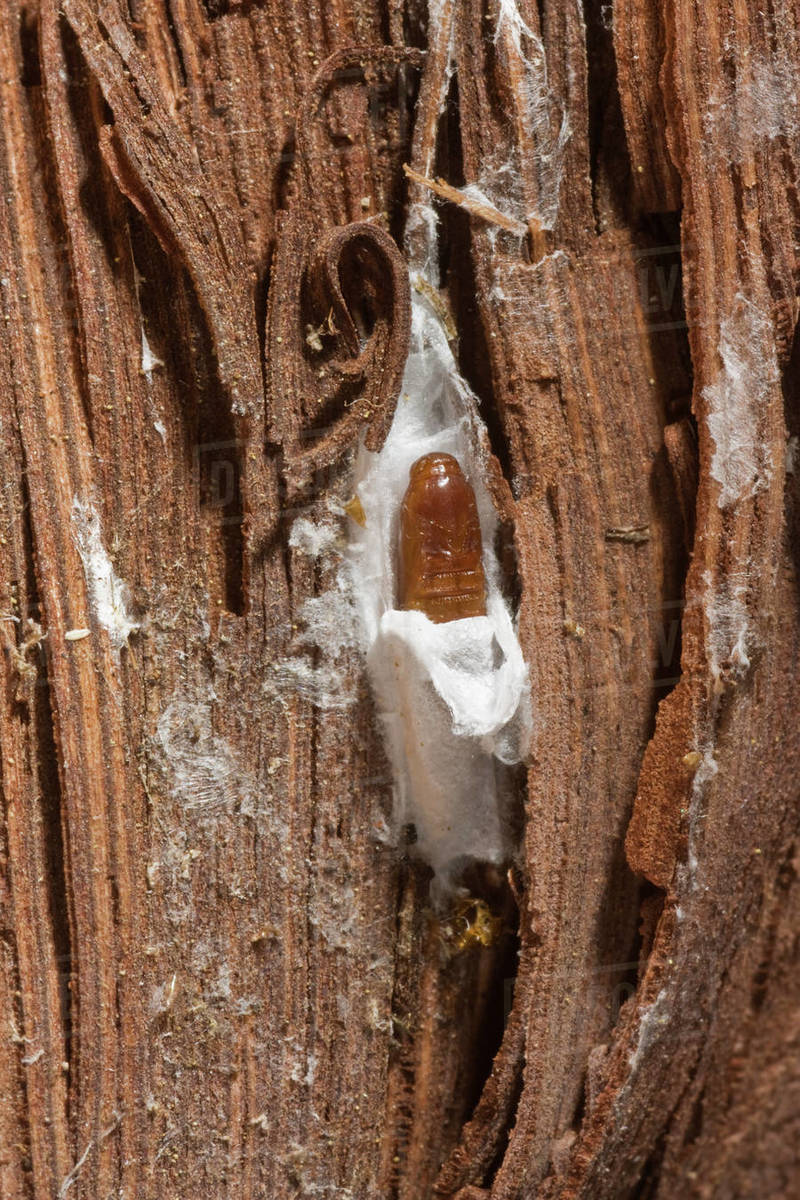 Agriculture - European Grapevine Moth (Lobesia botrana) teased open ...