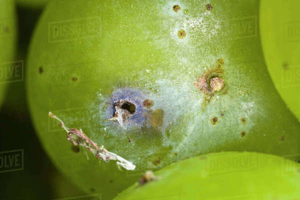 Agriculture - European Grapevine Moth (Lobesia botrana) late season ...