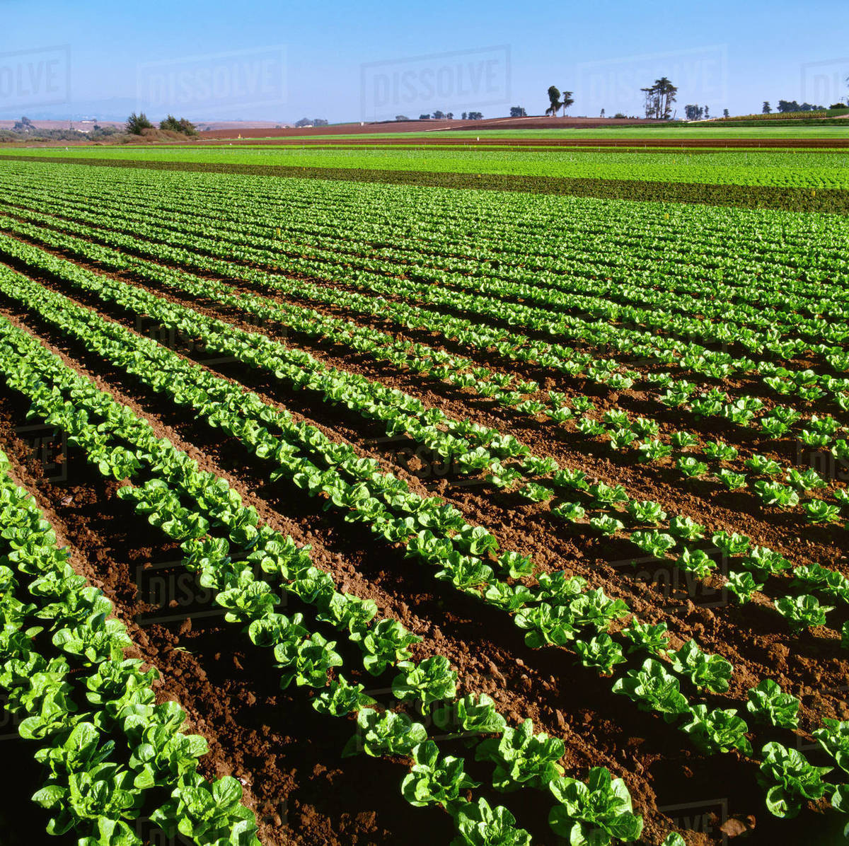 Agriculture - Mid-Growth Organic Lettuce Field. Romaine Lettuce In The ...