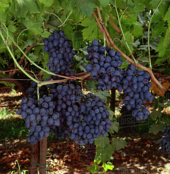 Agriculture - Mature, harvest ready bunches of Autumn Royal black table ...