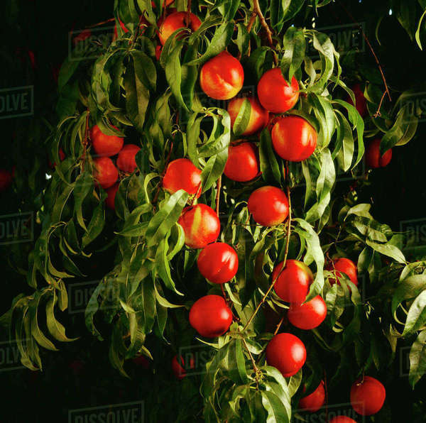 Agriculture - Ripe Nectarines On The Tree, Ready For Harvest, In Late ...