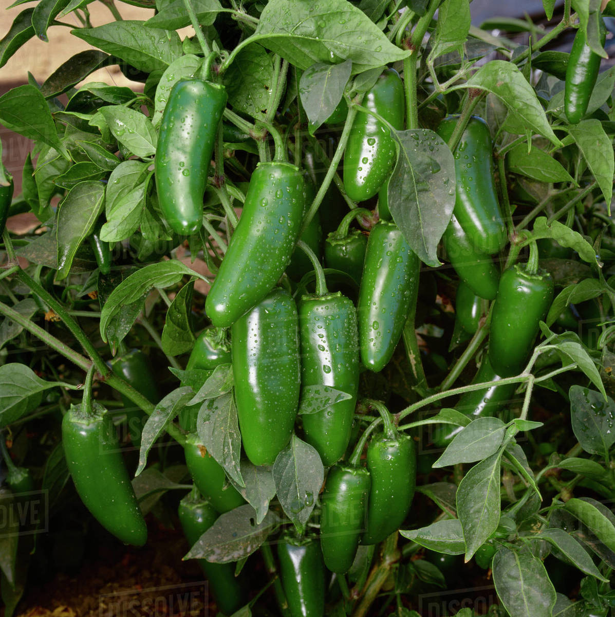 Agriculture - Jalape - Stock Photo - Dissolve