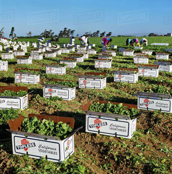 Agriculture - Cilantro Harvesting With Boxes / Moss Landing, California ...