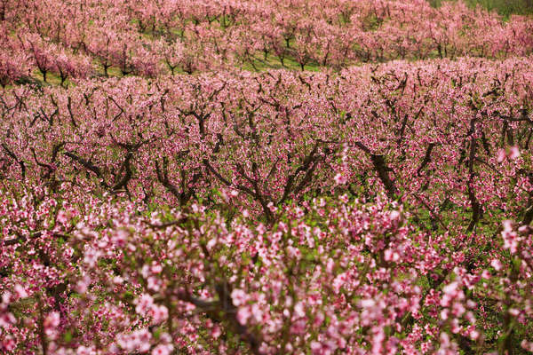 Agriculture - Cherry orchard in full Spring bloom / near Sunnyslope ...