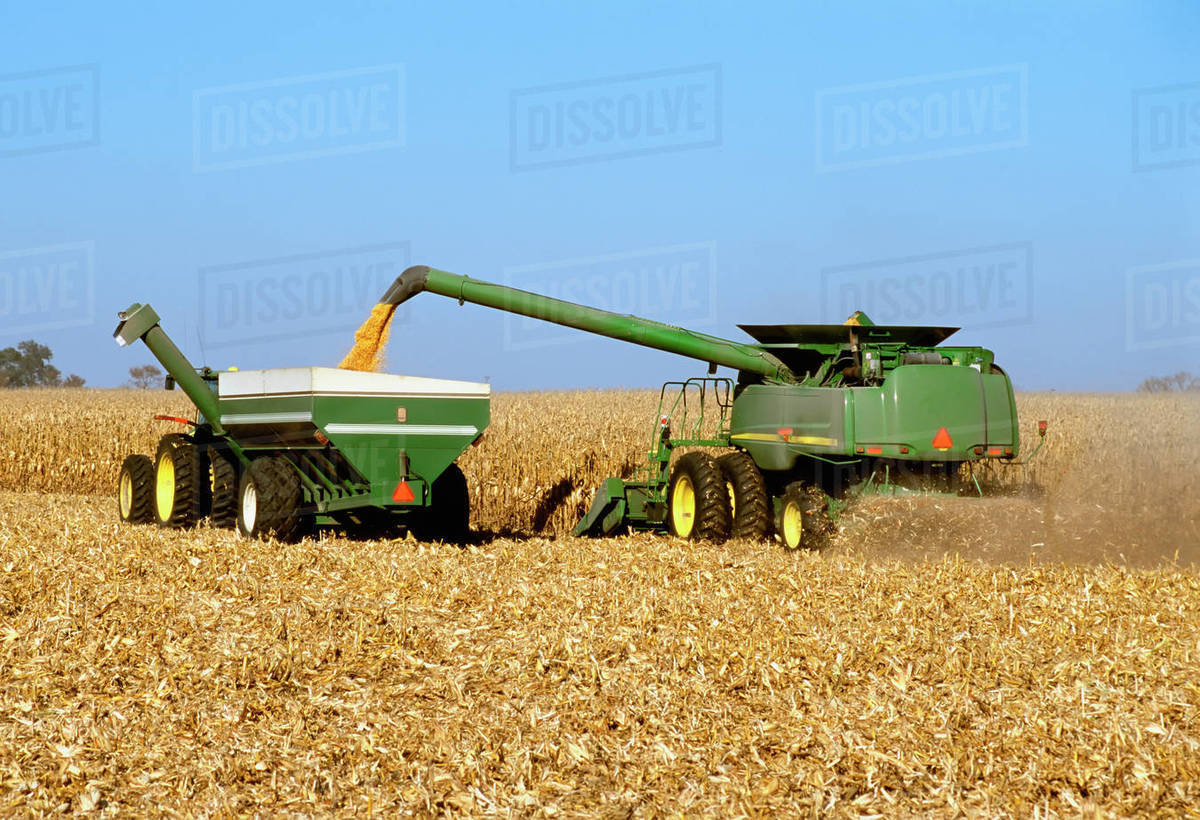 Agriculture - A John Deere combine harvests grain corn while augering ...