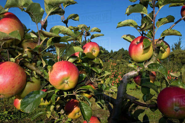 Agriculture - Mature, harvest ready Sierra Beauty apples on the tree ...