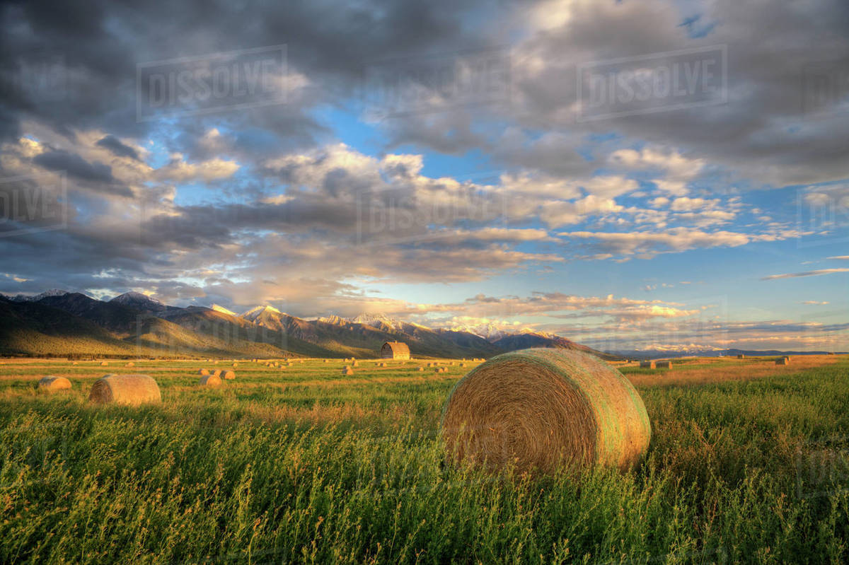 Agriculture - A field of hay bales frame an old western wooden barn ...