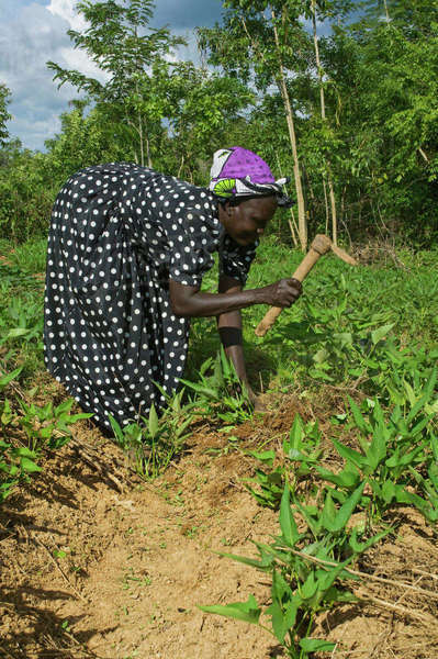 Agriculture - An African woman cultivates her cassava (aka. Manioc ...