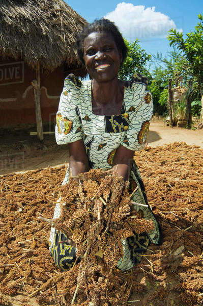 Agriculture - A smiling African woman shows a harvested millet crop in ...