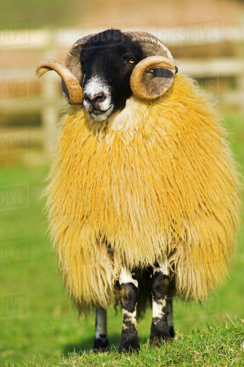 Livestock - Hexham type Blackface ram. Blackface sheep from the Hexham ...